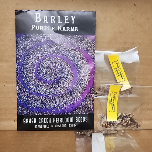 Purple Barley Karma Seeds | Vintage & Planty
