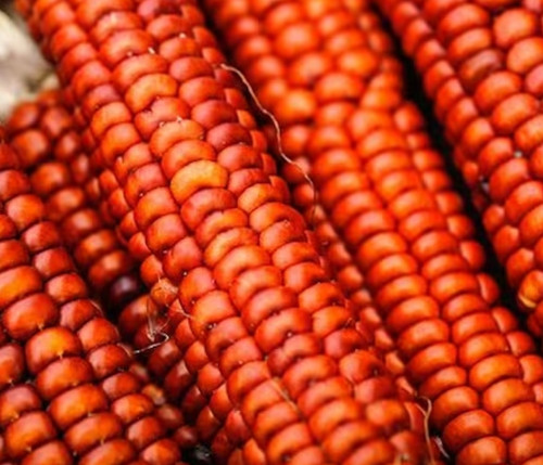 Atomic Orange Corn Seeds Heirloom | Vintage & Planty