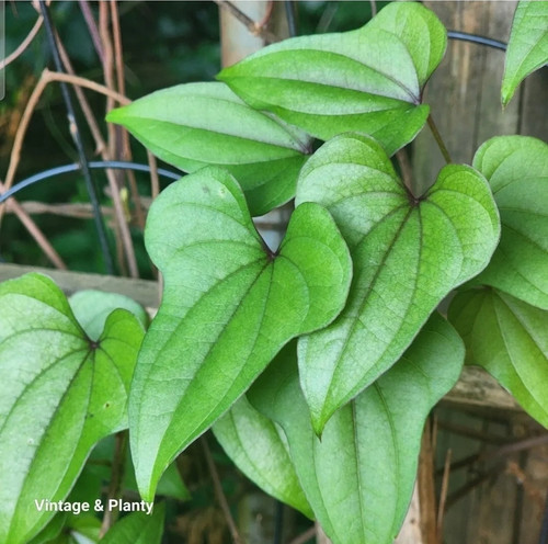 Chinese Yam Dioscorea Polystachya Edible *10 Tiny Tubers* | Vintage ...