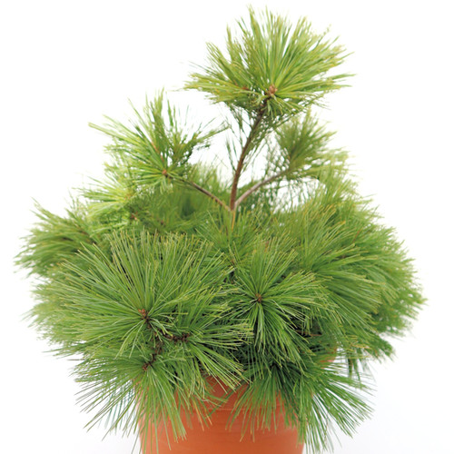 Weymouth Pine | Minima | Pinus strobus | Euro Garden Centrum