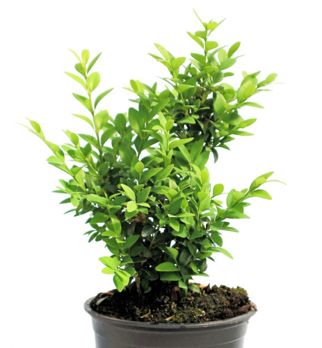 Boxwood | European Box | Buxus sempervirens | Euro Garden Centrum