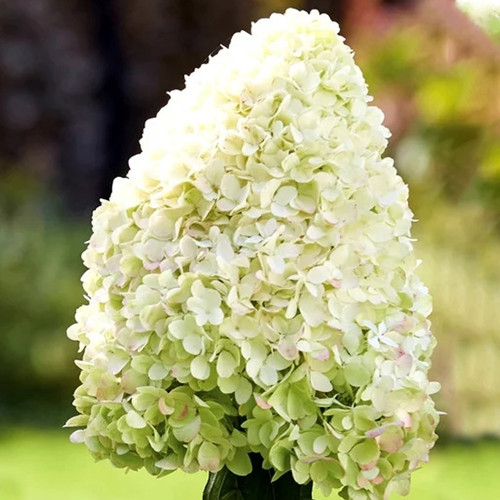 Panicle Hydrangea | Hercules | Hydrangea paniculata | Euro Garden Centrum