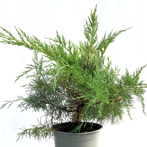 American Juniper | Hetz | Juniperus virginiana | Euro Garden Centrum