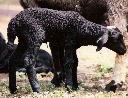 What is Astrakhan Fur , and why I don’t like to use it in my designs