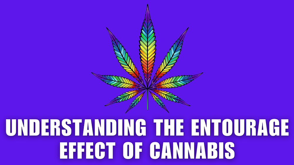 Entourage Effect in Cannabis Explained