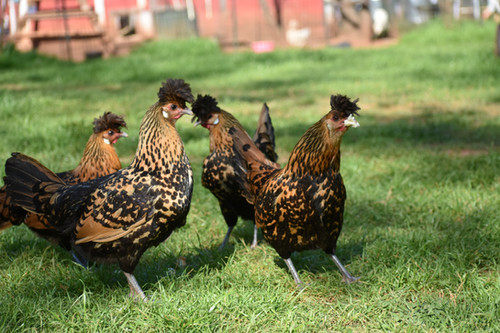 Golden Spangled Spitzhauben | egg well farm