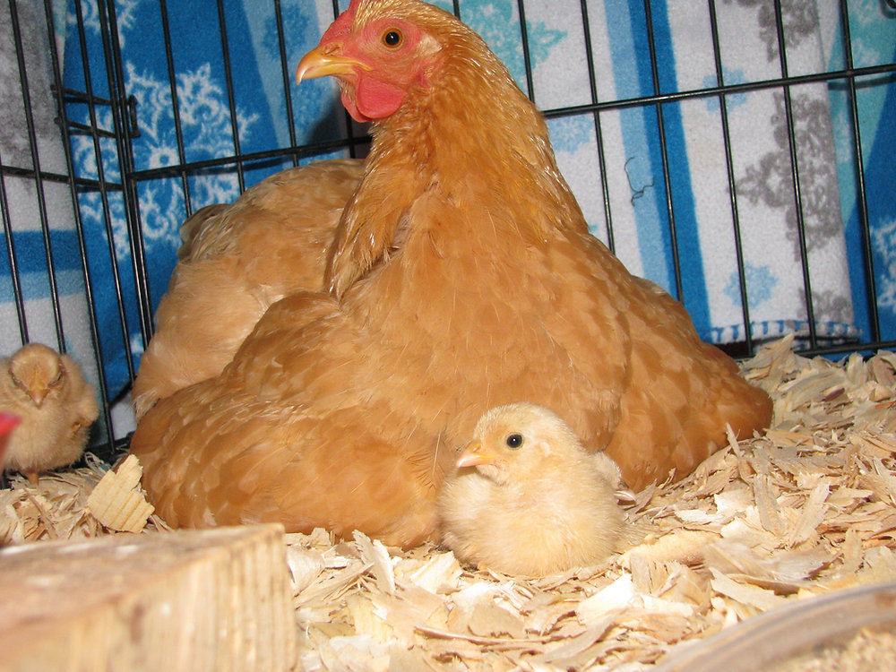 Simple Chicken Facts