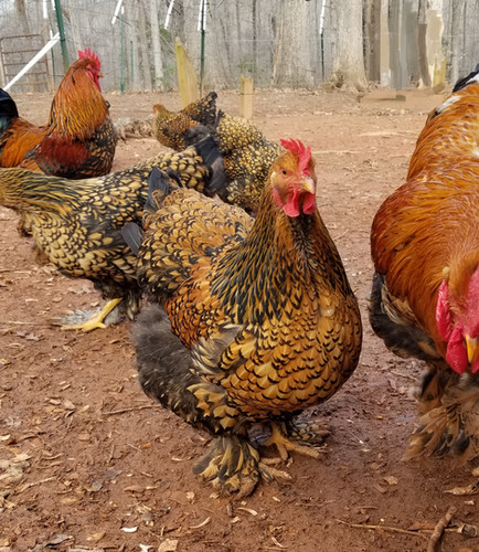 Gold Laced Cochin | egg well farm
