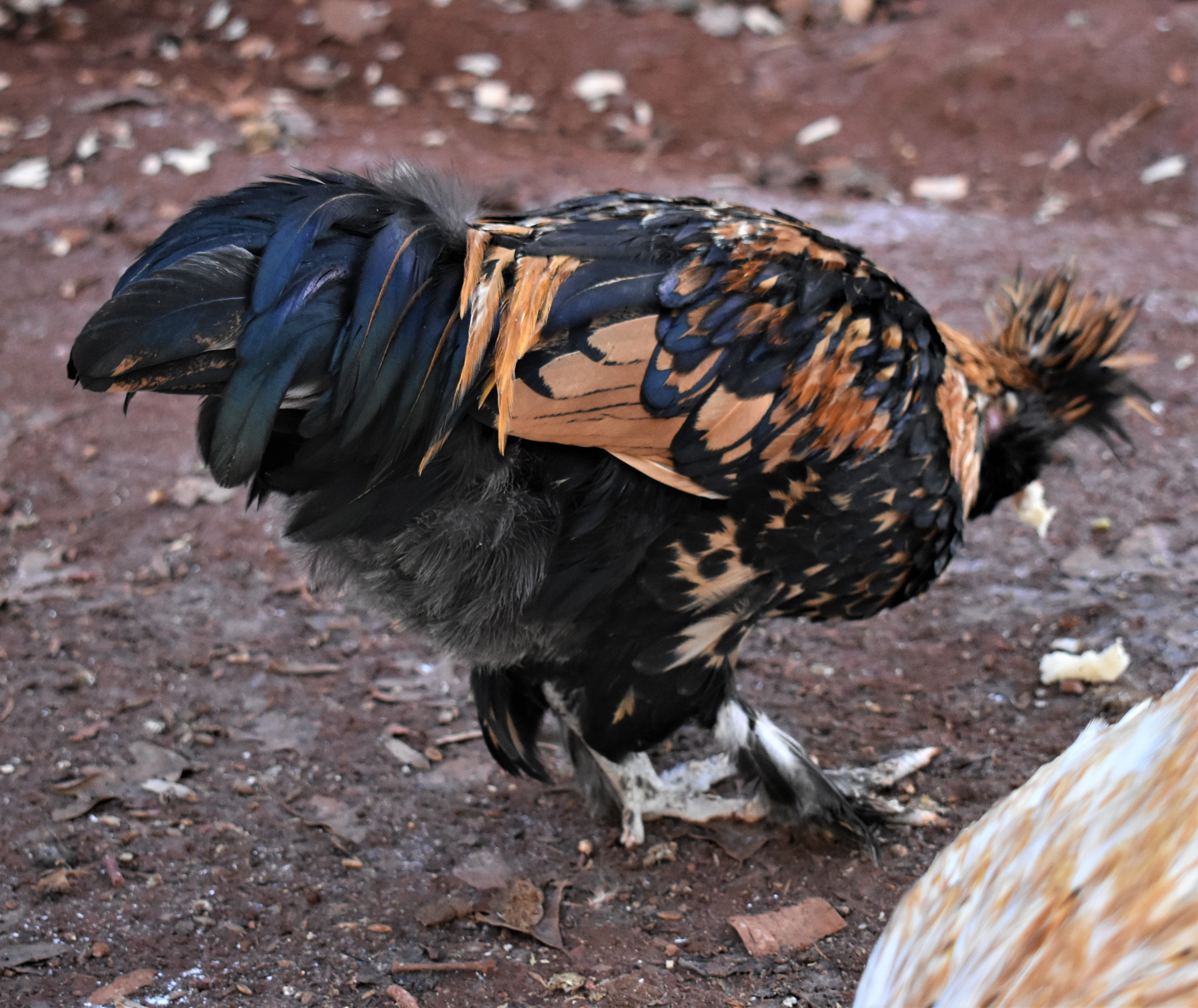 Pavlovskaya | eggwell-farm