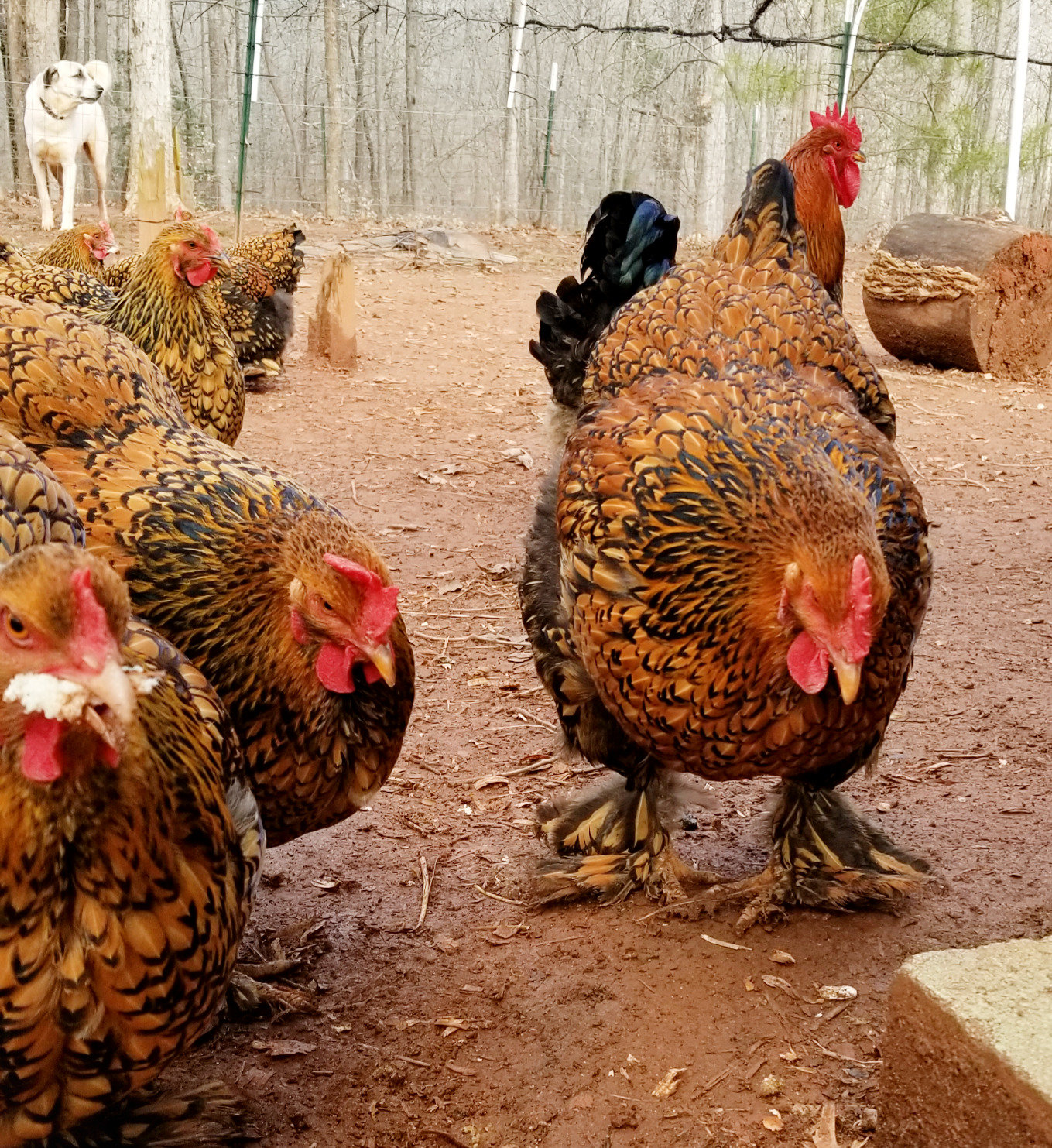 Gold Laced Cochin Hatching Eggs | eggwell-farm