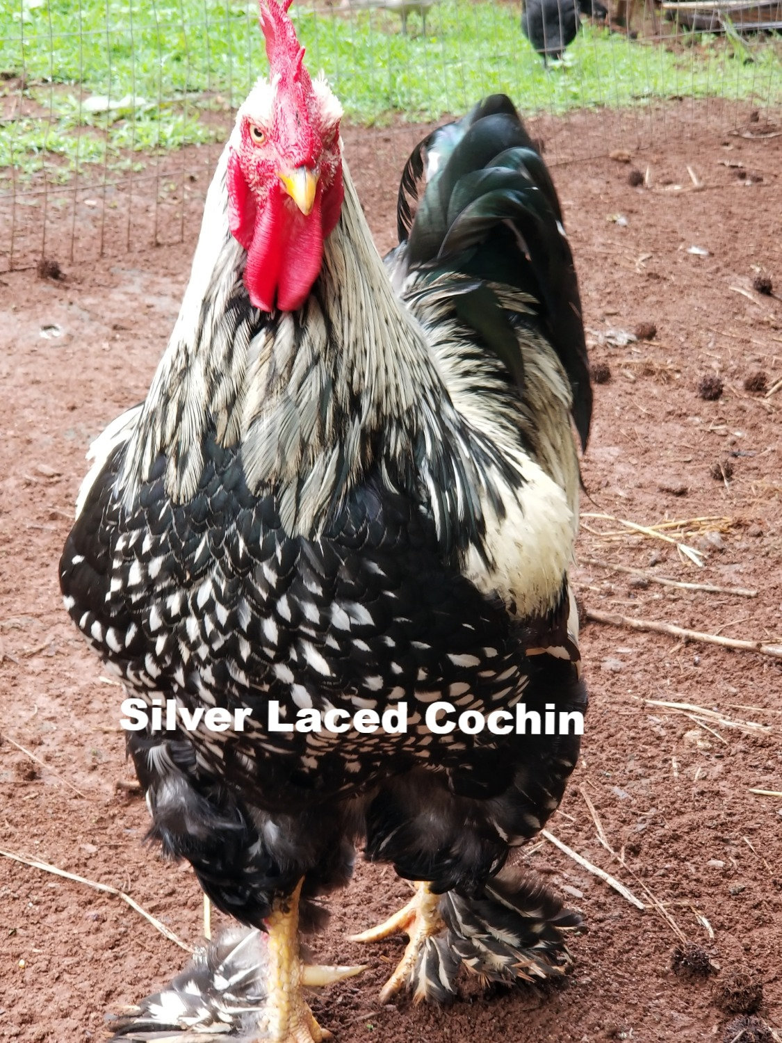 Silver Laced Cochin $7 | eggwell-farm