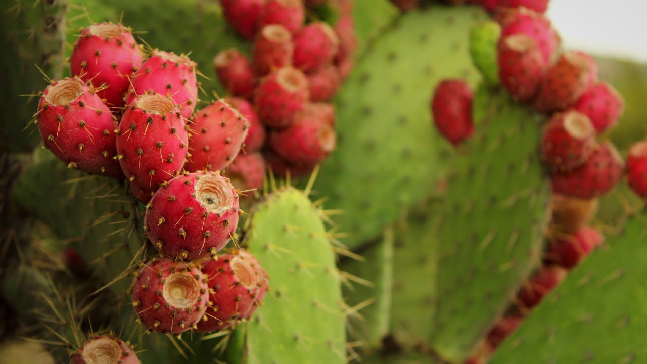 Tuna (Prickly Pear) and Xoconostle: Fruits of the Land with Unique ...