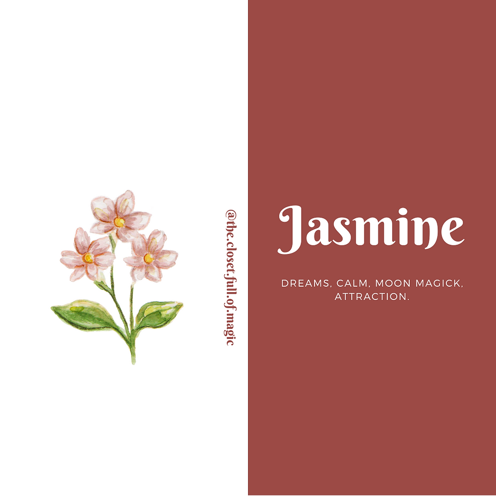 Jasmine and its magical properties