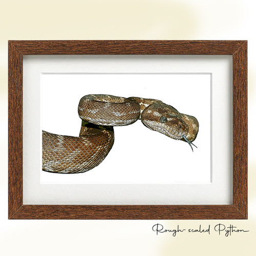 Rough-scaled Python | ruchira-somaweera