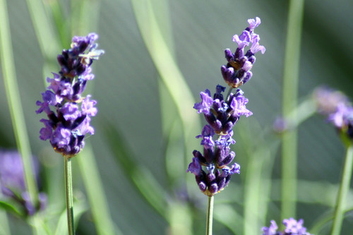 BIO Lavandula angustifolia 'Bleue Velours Charles' | rooftop Lavendelfarm
