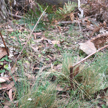 Grasses | Wombat Native Plants | Bullarto