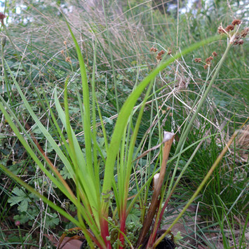 Sedges And Rushes | Wombat Native Plants | Bullarto