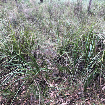Sedges And Rushes | Wombat Native Plants | Bullarto
