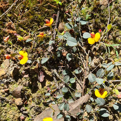 Subshrubs | Wombat Native Plants | Bullarto