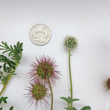 Forbs | Wombat Native Plants | Bullarto