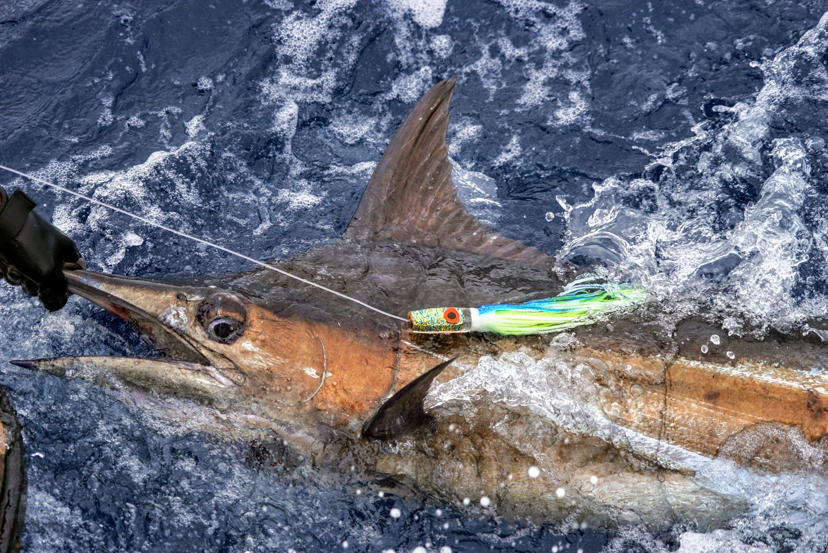 PNG's World Class Billfish Tournament
