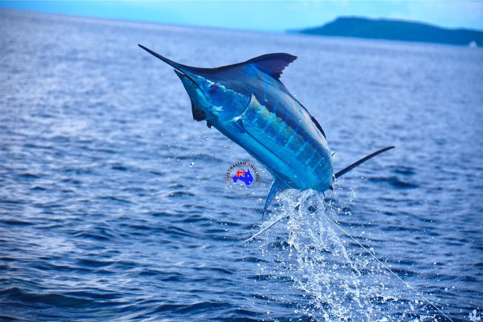 PNG's World Class Billfish Tournament
