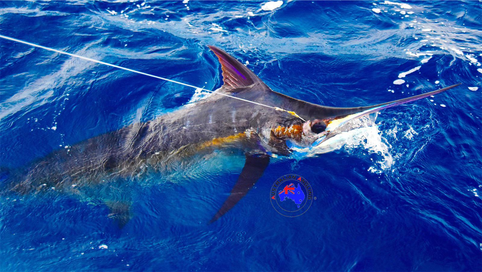 PNG's World Class Billfish Tournament