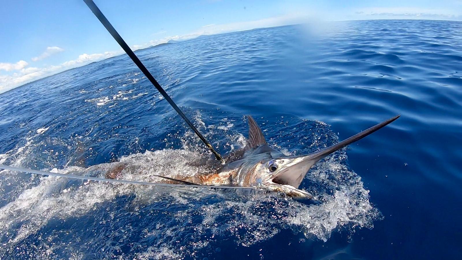 PNG's World Class Billfish Tournament