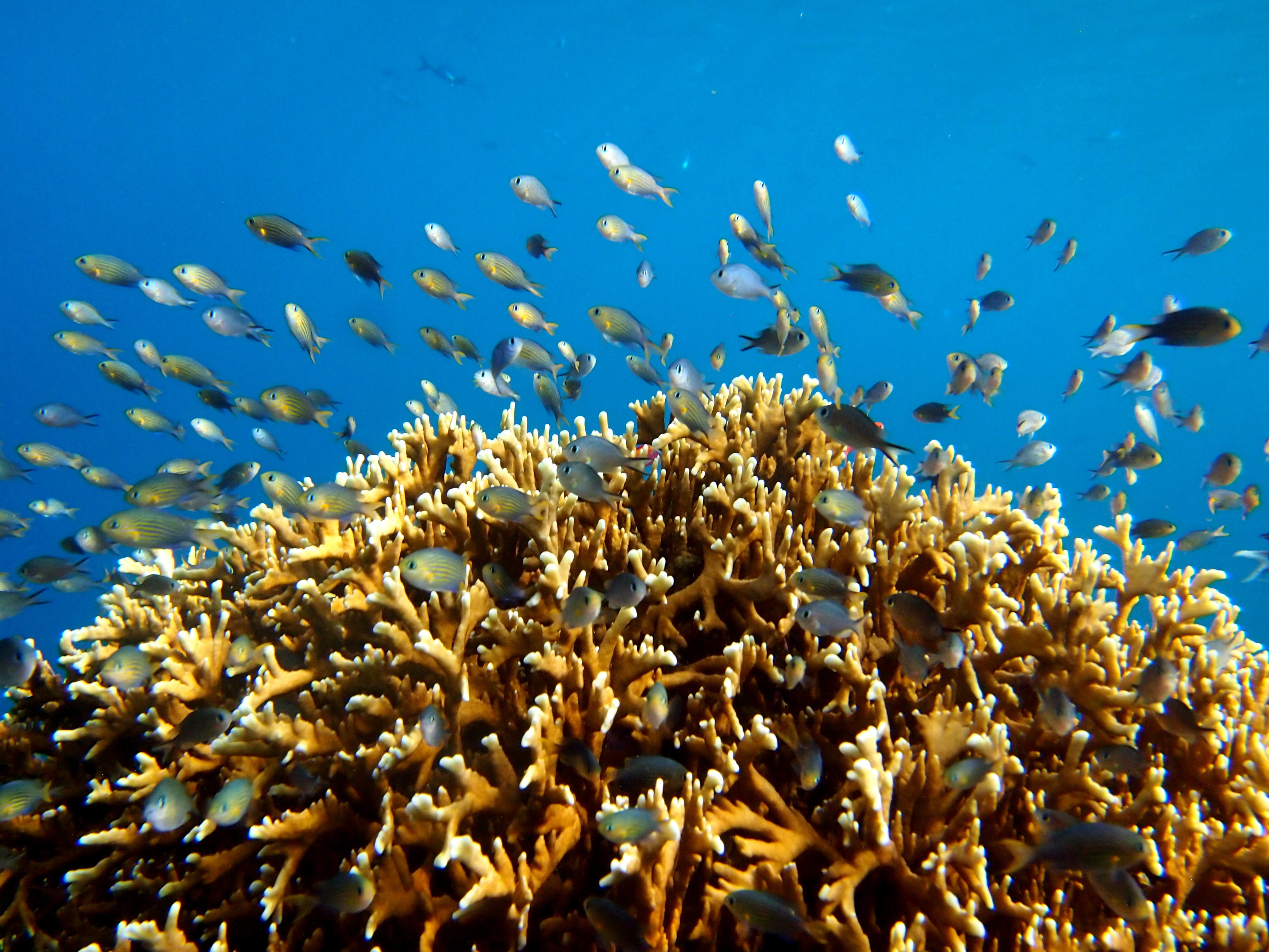 Liamo Reef Resort | Papua New Guinea