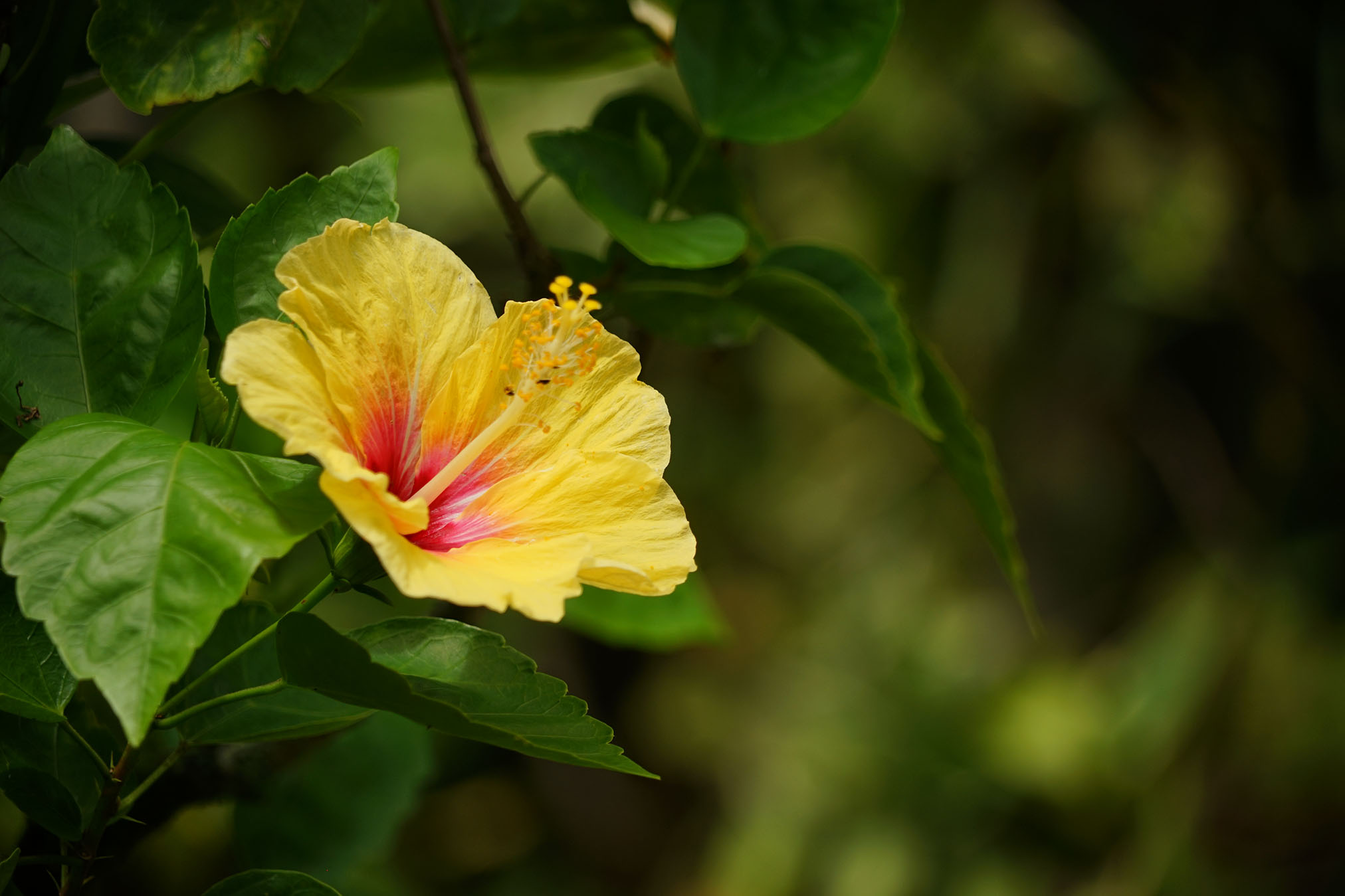 Facilities | Liamo Reef Resort