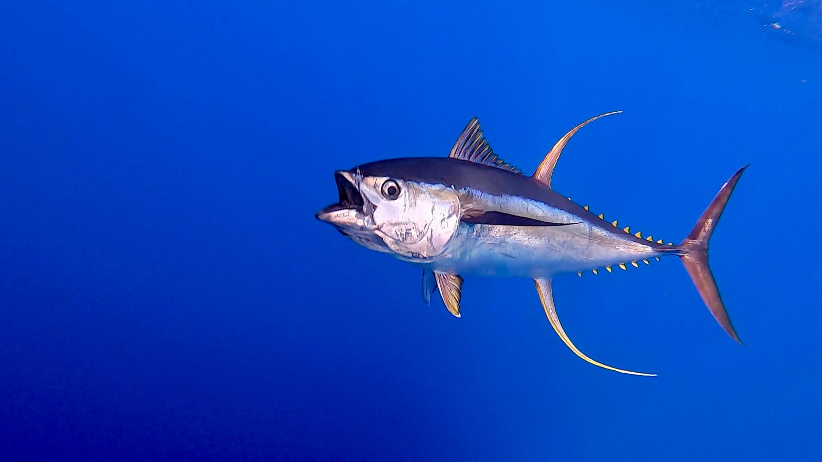 PNG's World Class Billfish Tournament