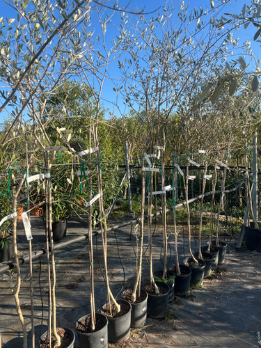 Olivier Cailletier - pot de 7 L | nova