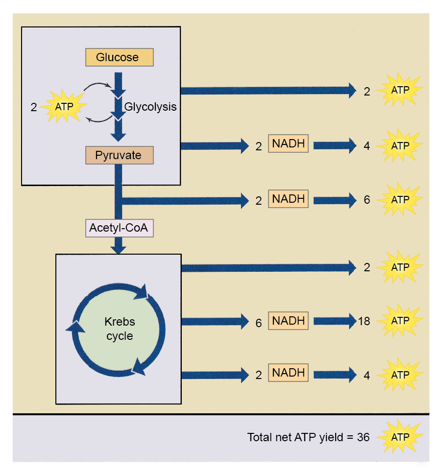 Fermentation alcoolique | le-vin