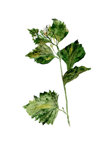 Frunze - lucrare originala inramata | Maria Costake