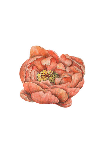 Bujor 2 - lucrare originala inramata - 42 x 55,5 cm | Maria Costake