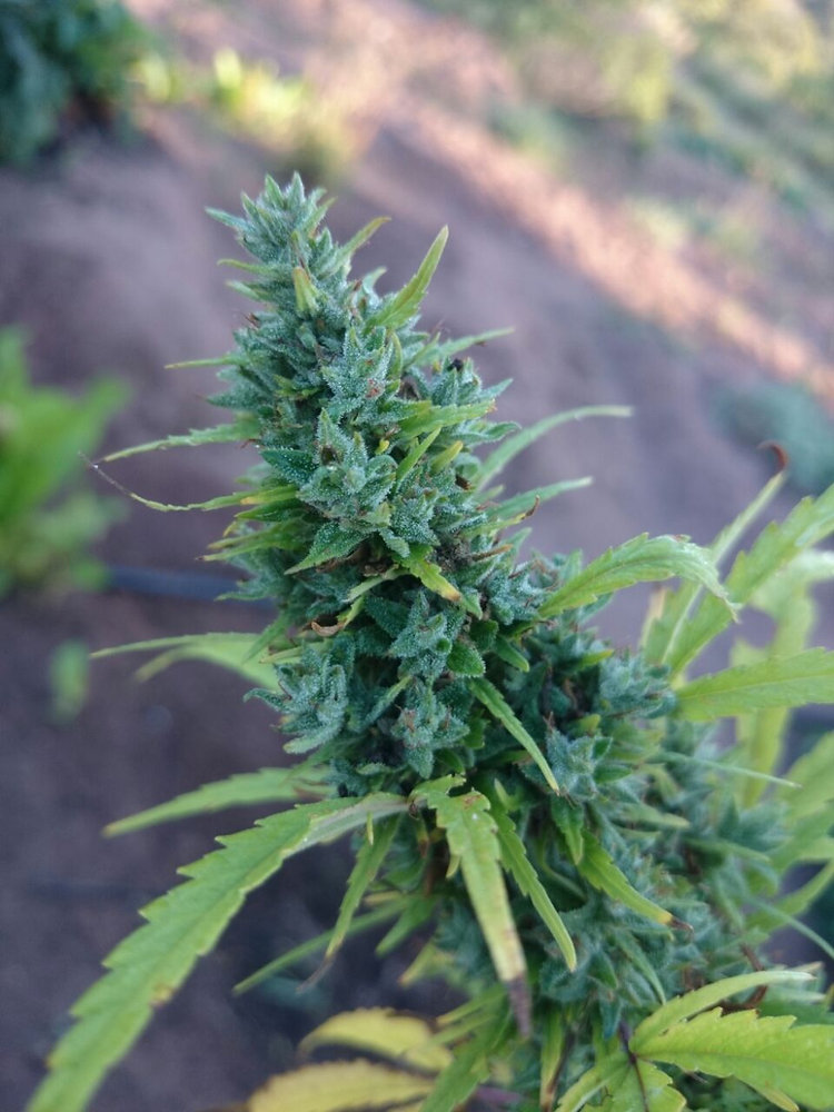 SEEING THROUGH THE HAZE