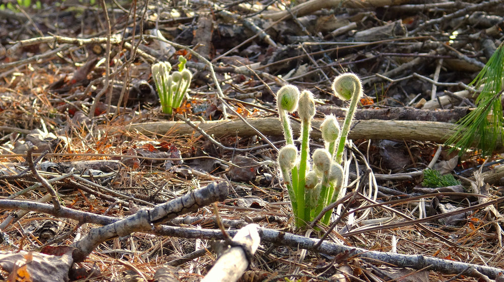 Fiddlehead Season at the Cabin!