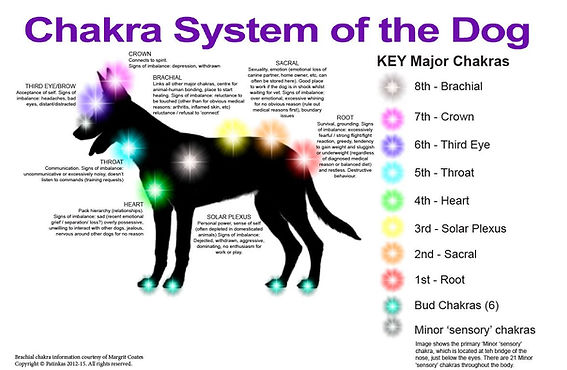 Animal Reiki | Inner Alchemist Healing Arts