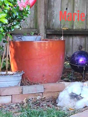 Stunning Photo Gallery of Pacific Rim Pottery in Medford, OR