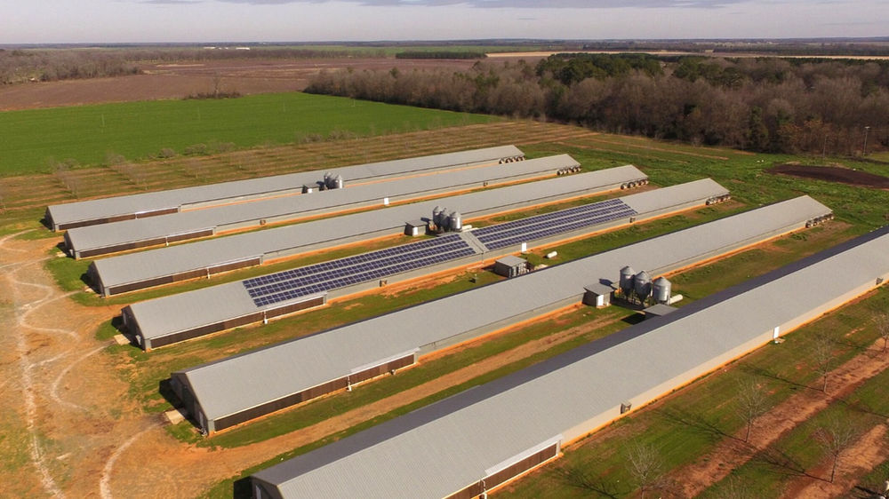 Lowering Your Farm's Costs, Solar has Arrived for Poultry Farming