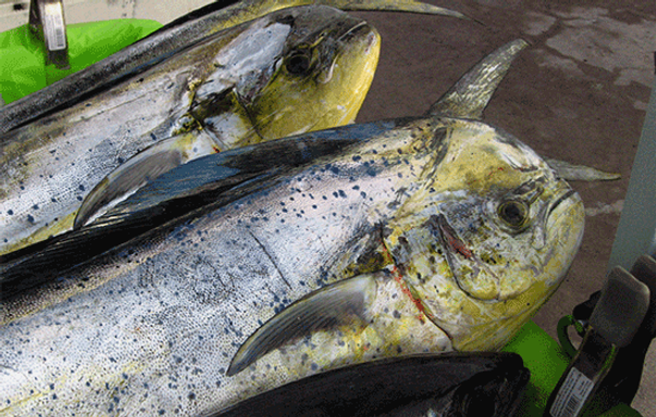 Weekly Specials | OOTBSEAFOOD