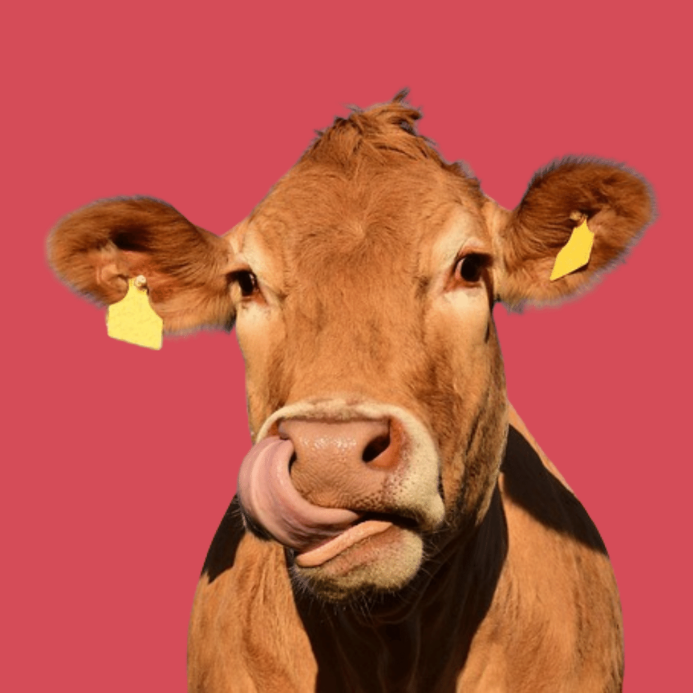 Stop Over Thinking You Silly Cow