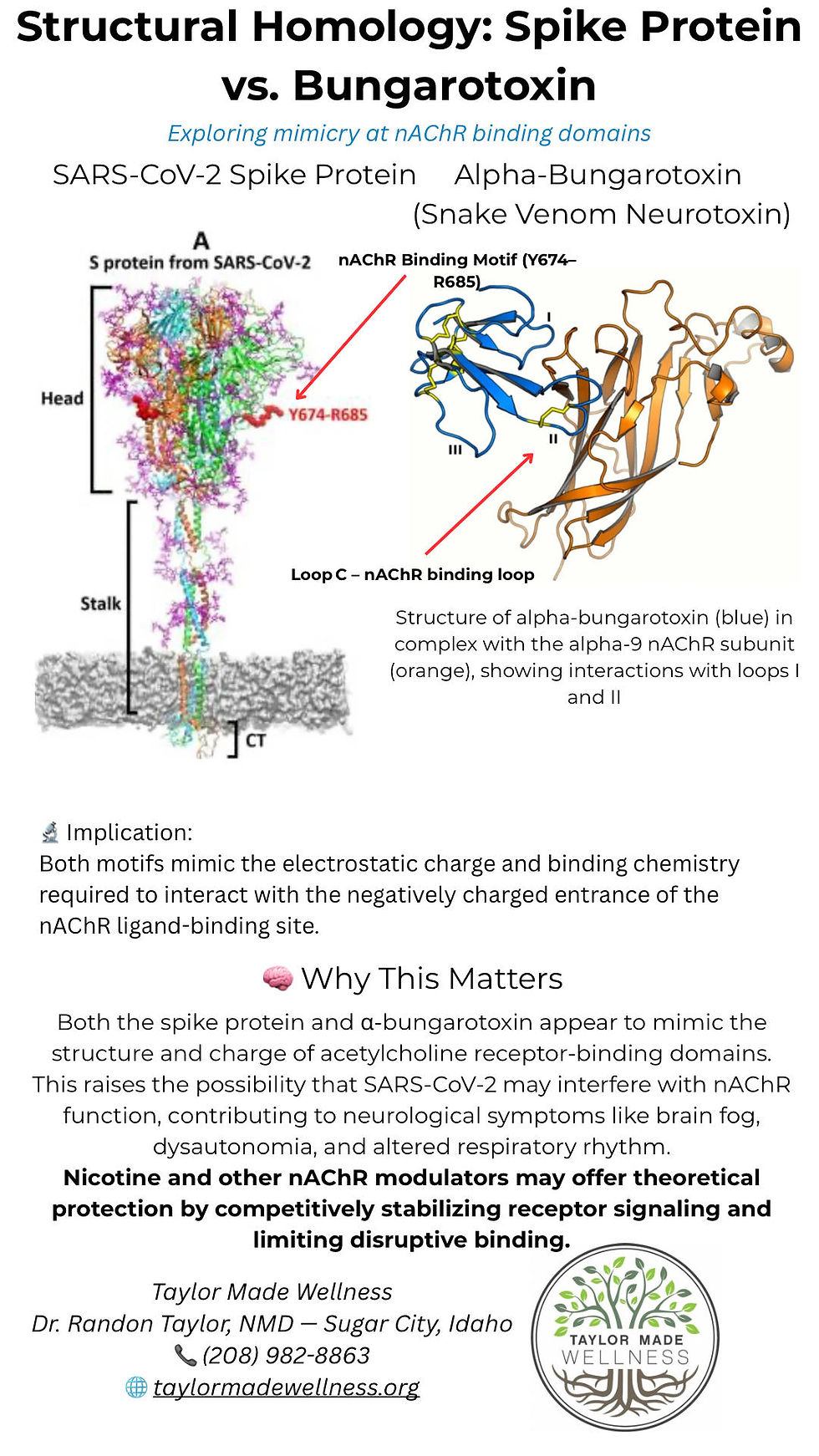 Nicotine vs. Snake Venom and COVID-19 Spike Proteins: Theoretical ...