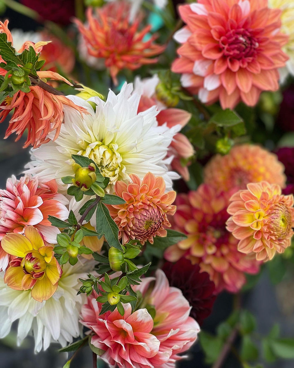 FARMETTE STAND | Fairytale Farmette