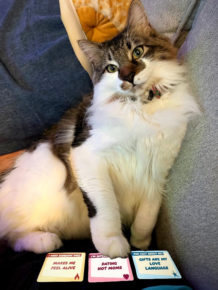 Pudgy Cat Games Review | Master Dater