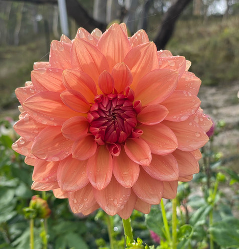 Devon Salmon | Dahlias of Australia