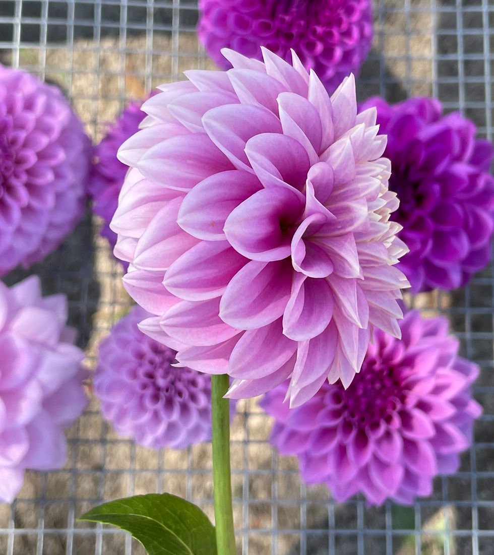 Shop Dahlia Tubers | Dahlias of Australia