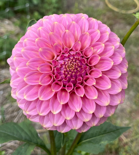 Florelie Oracle | Dahlias of Australia