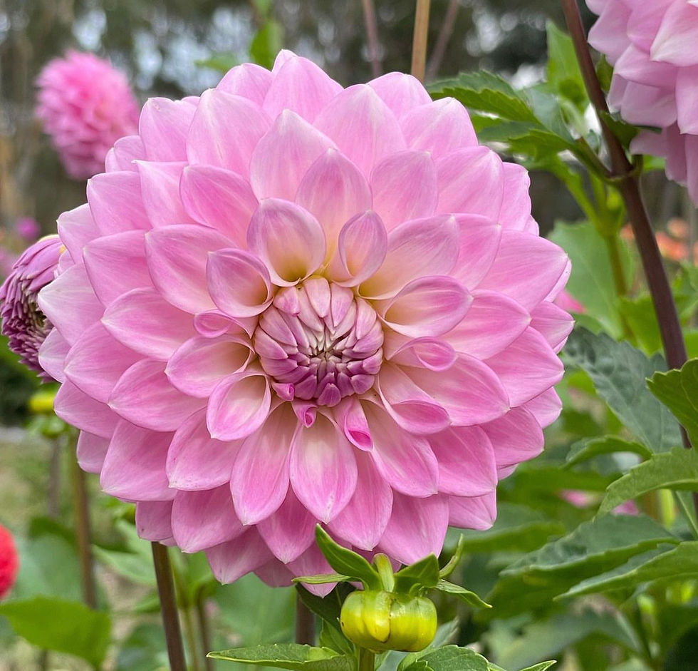 Shop Dahlia Tubers | Dahlias of Australia