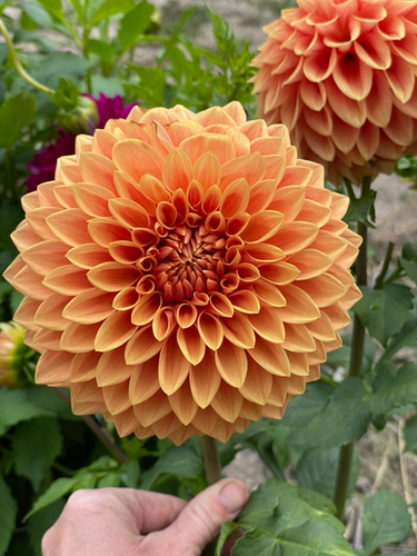 Not Devon Valencia | Dahlias of Australia